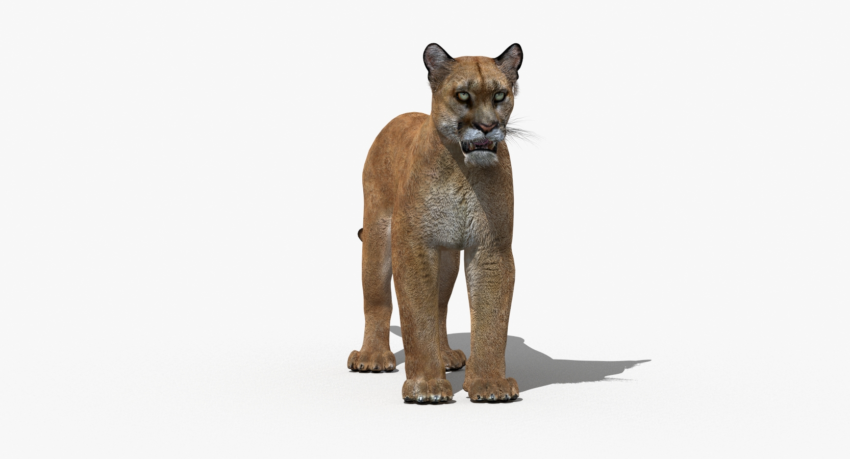 puma cat feline max