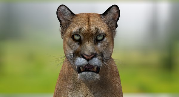puma cat feline max