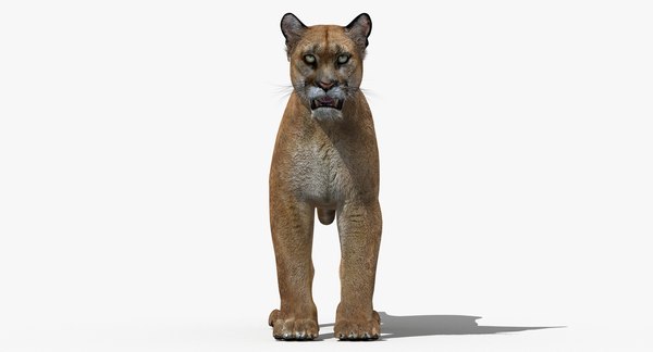 puma cat feline max