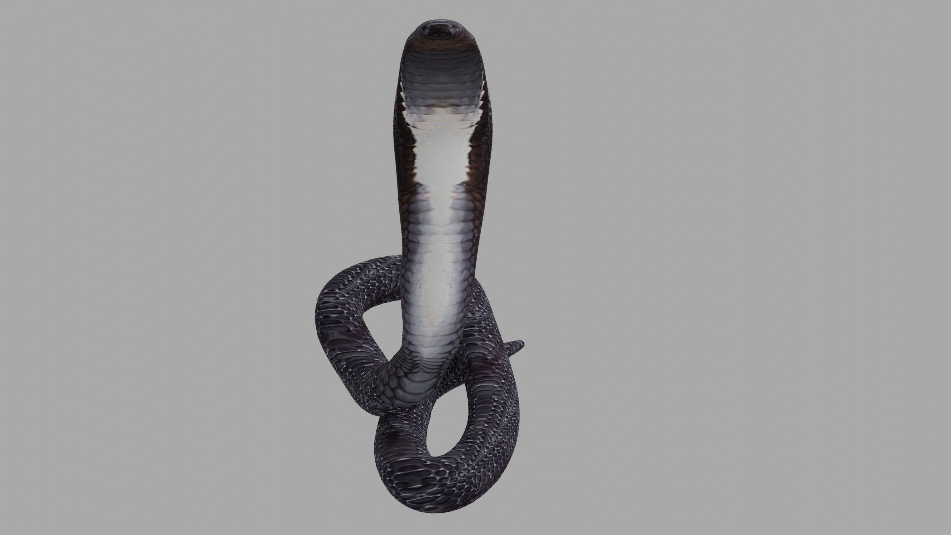 Snake 3D Model - TurboSquid 2075661