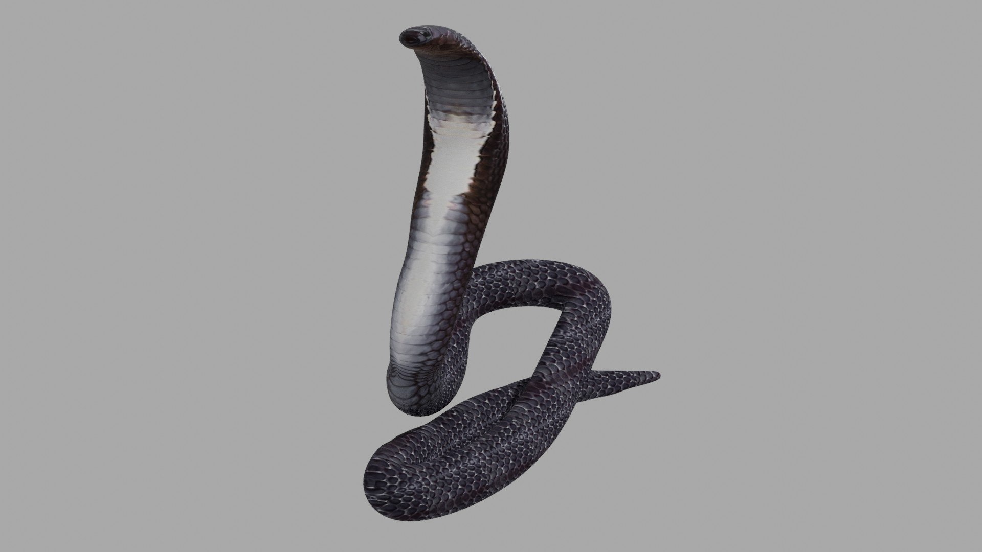 Snake 3D Model - TurboSquid 2075661
