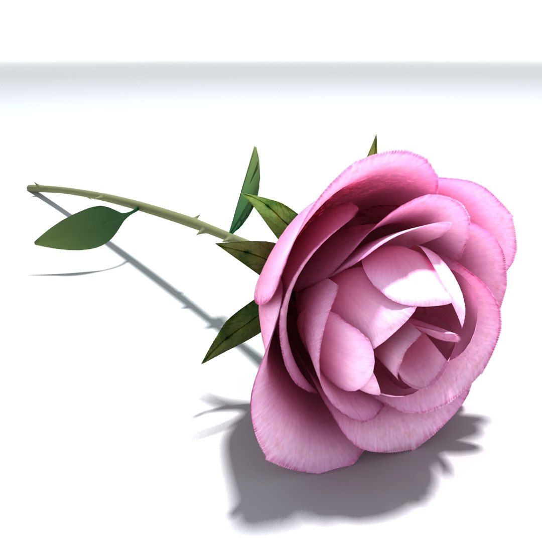 3d Model White Rose