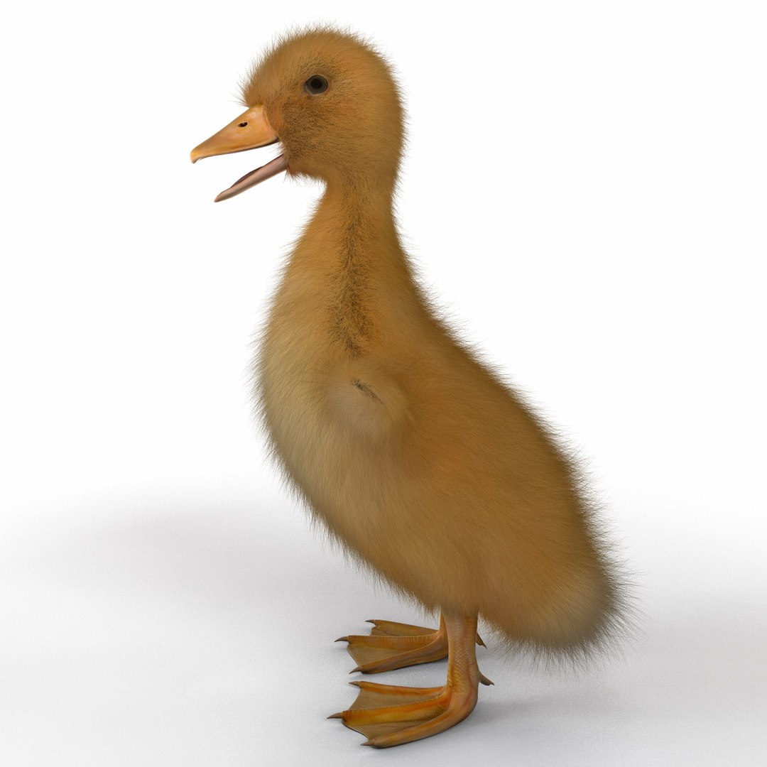 3ds Max Duckling Pose 1