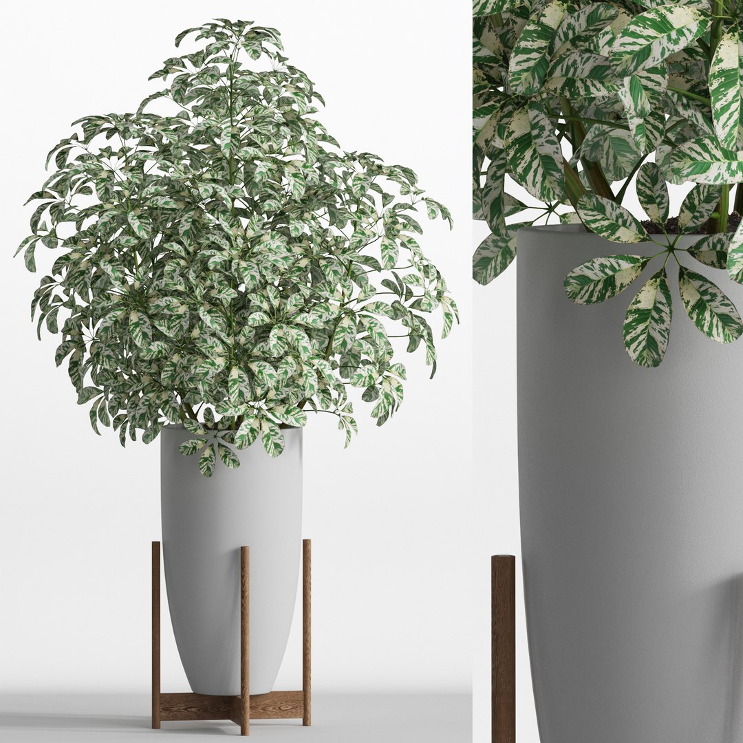 3D Plants collection 761 - TurboSquid 1941698