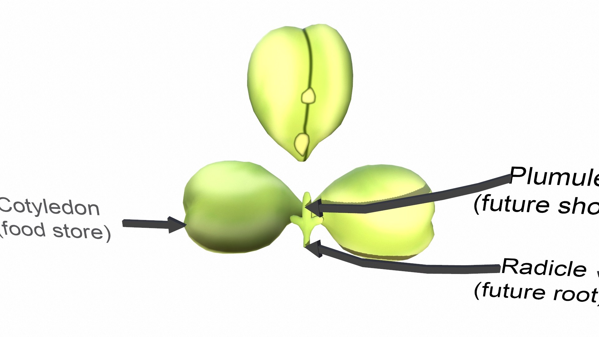 3D Model Cotyledon Function - TurboSquid 2355191
