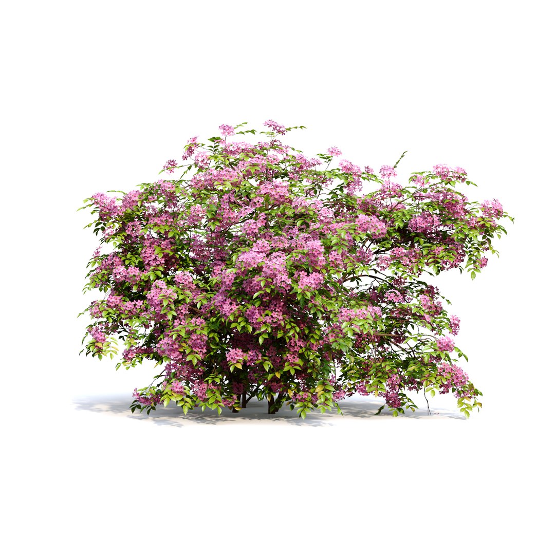 Double Play Spiraea 3D Model - TurboSquid 1946889