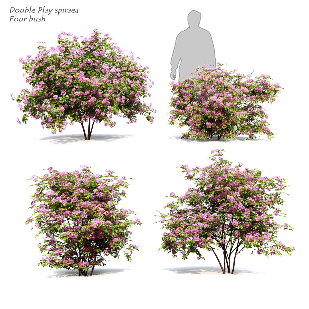Double play spiraea 3D model - TurboSquid 1946889