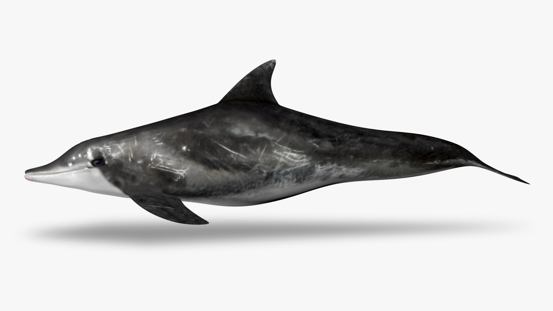 Dolphin Collection 3D - TurboSquid 1810666