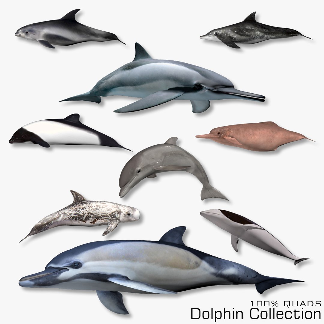 Dolphin Collection 3D - TurboSquid 1810666