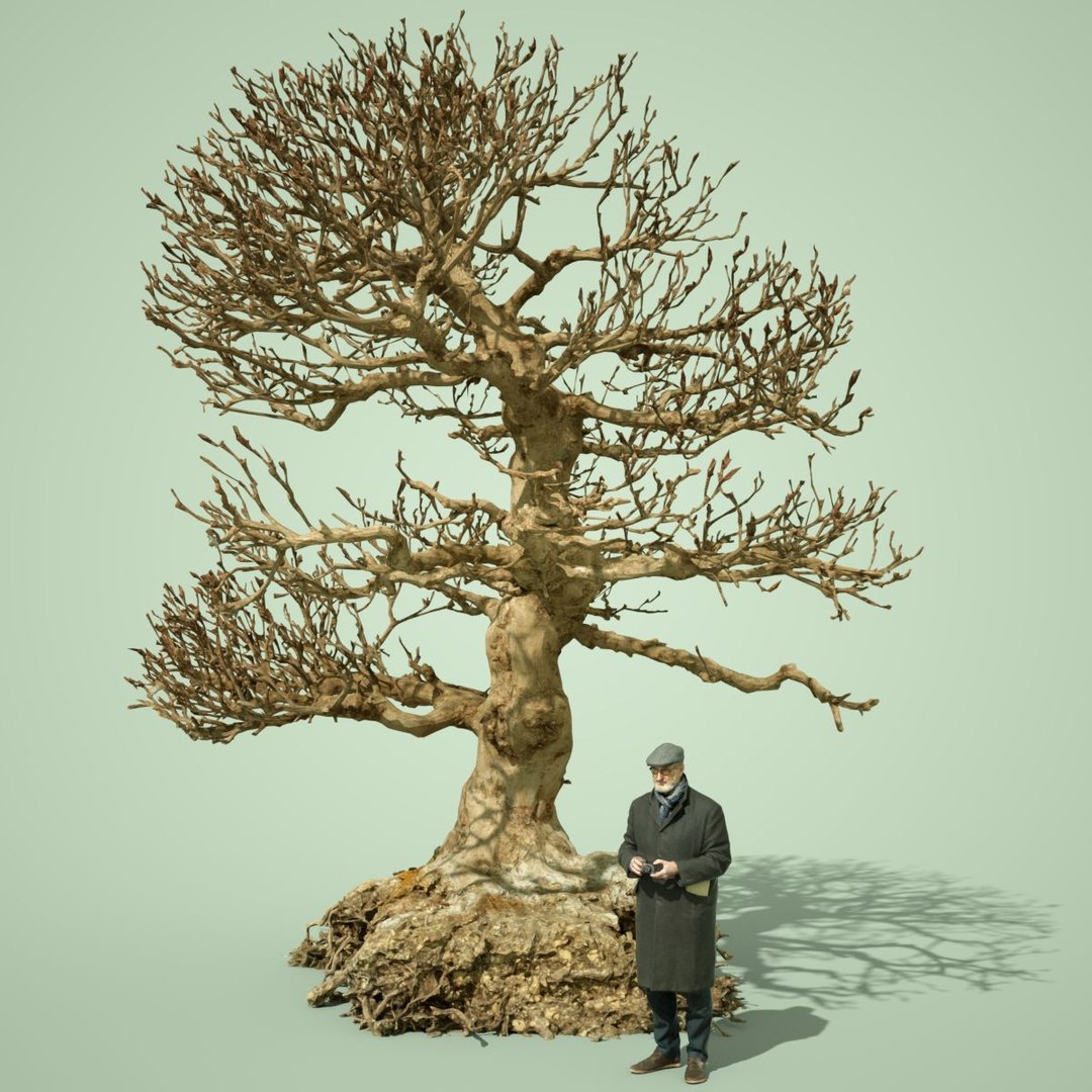 Dead Forest Tree Stylised 3D Model - TurboSquid 1162427