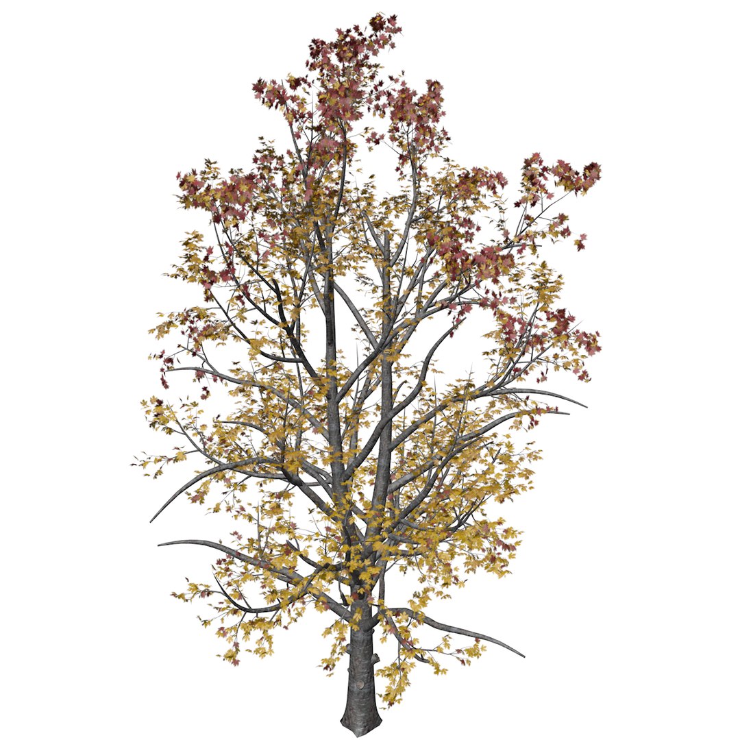 3D Mountain Maple Tree In Fall - 01 - - TurboSquid 2377562