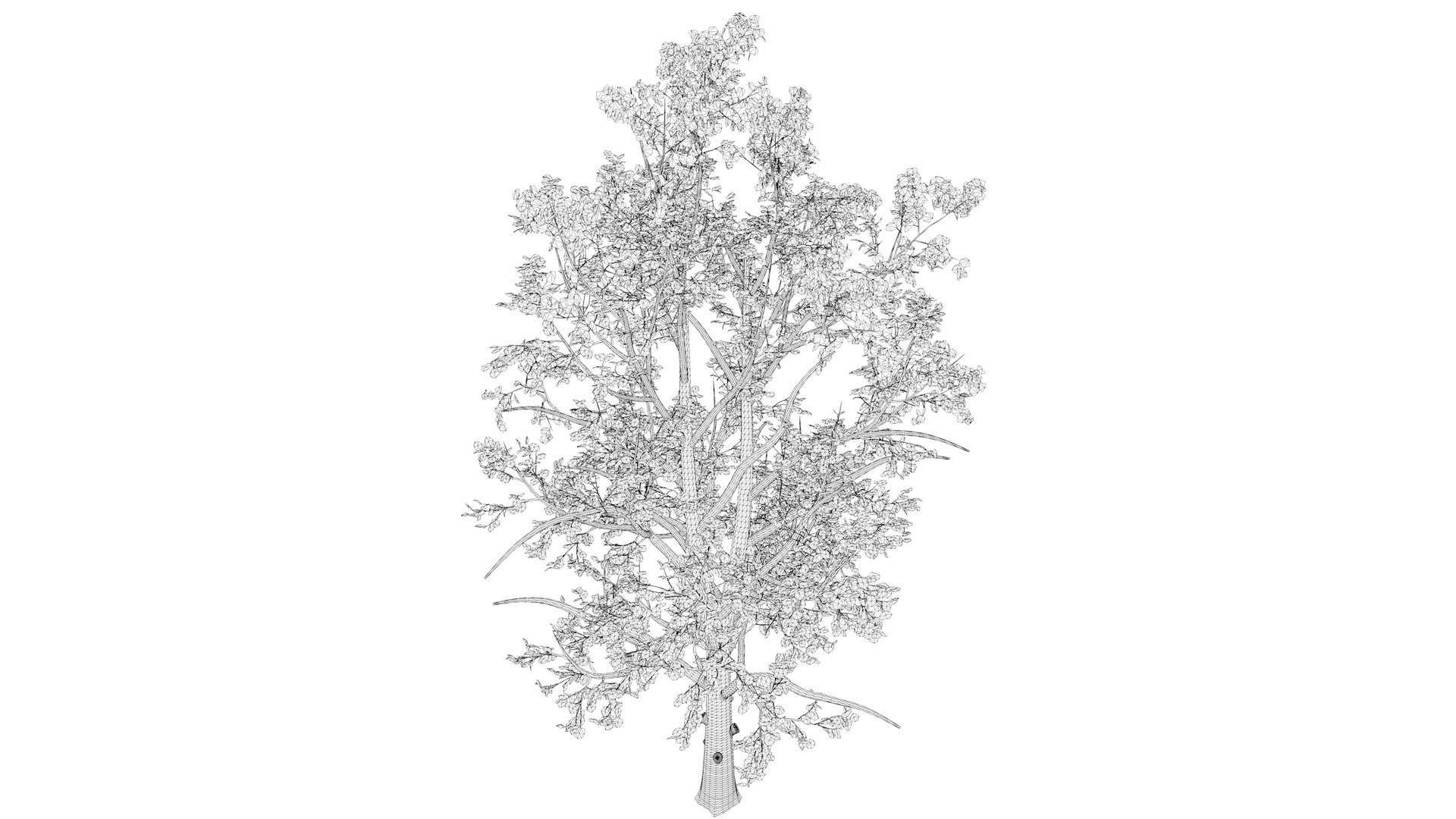 3D Mountain Maple Tree In Fall - 01 - - TurboSquid 2377562