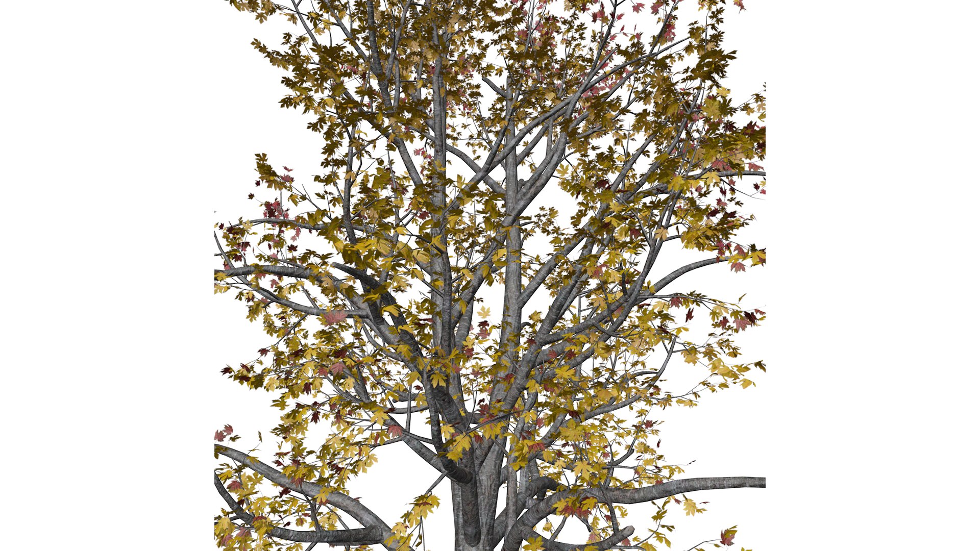 3D Mountain Maple Tree In Fall - 01 - - TurboSquid 2377562