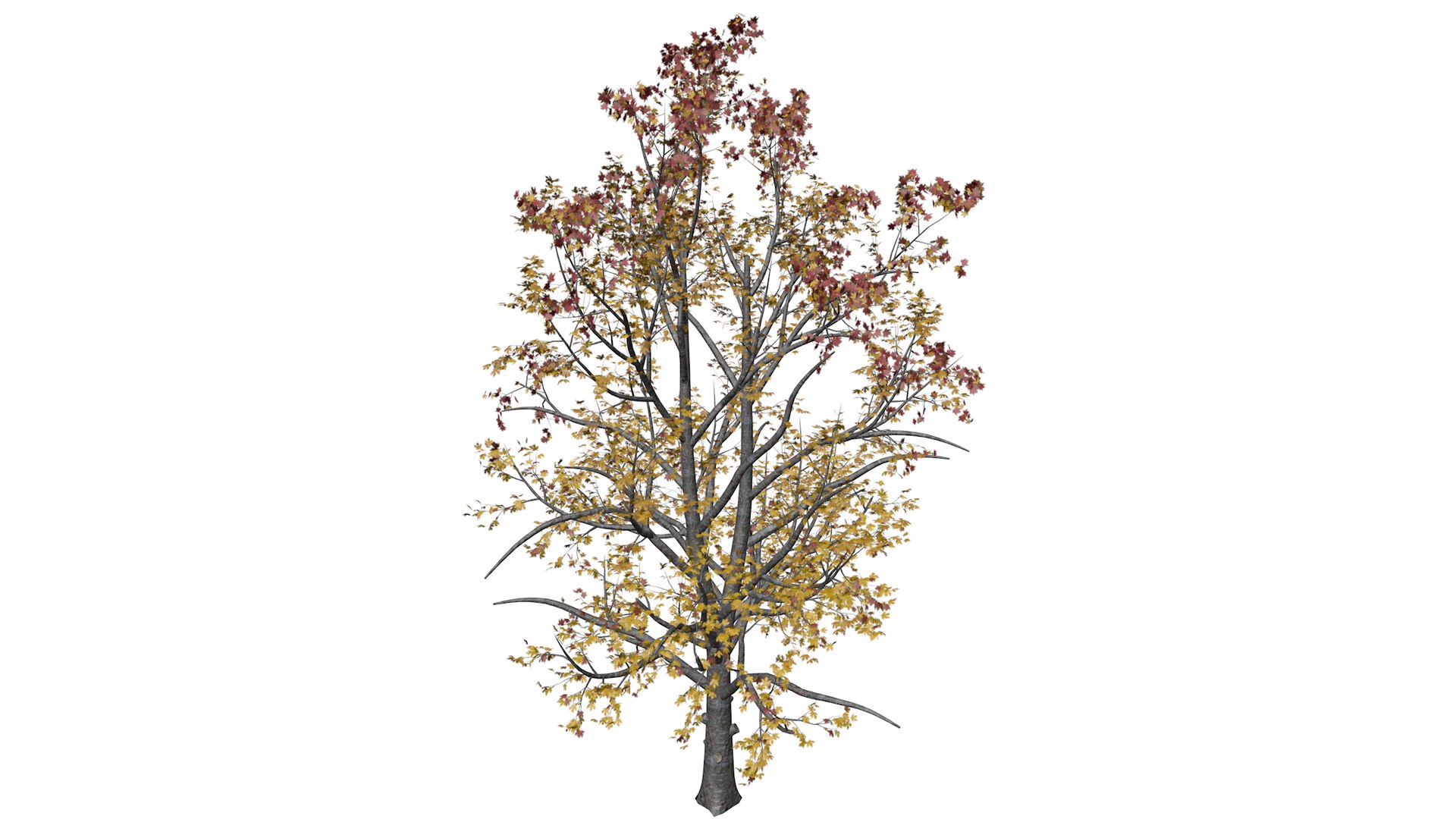 3D Mountain Maple Trees In Fall Collection - TurboSquid 2379041