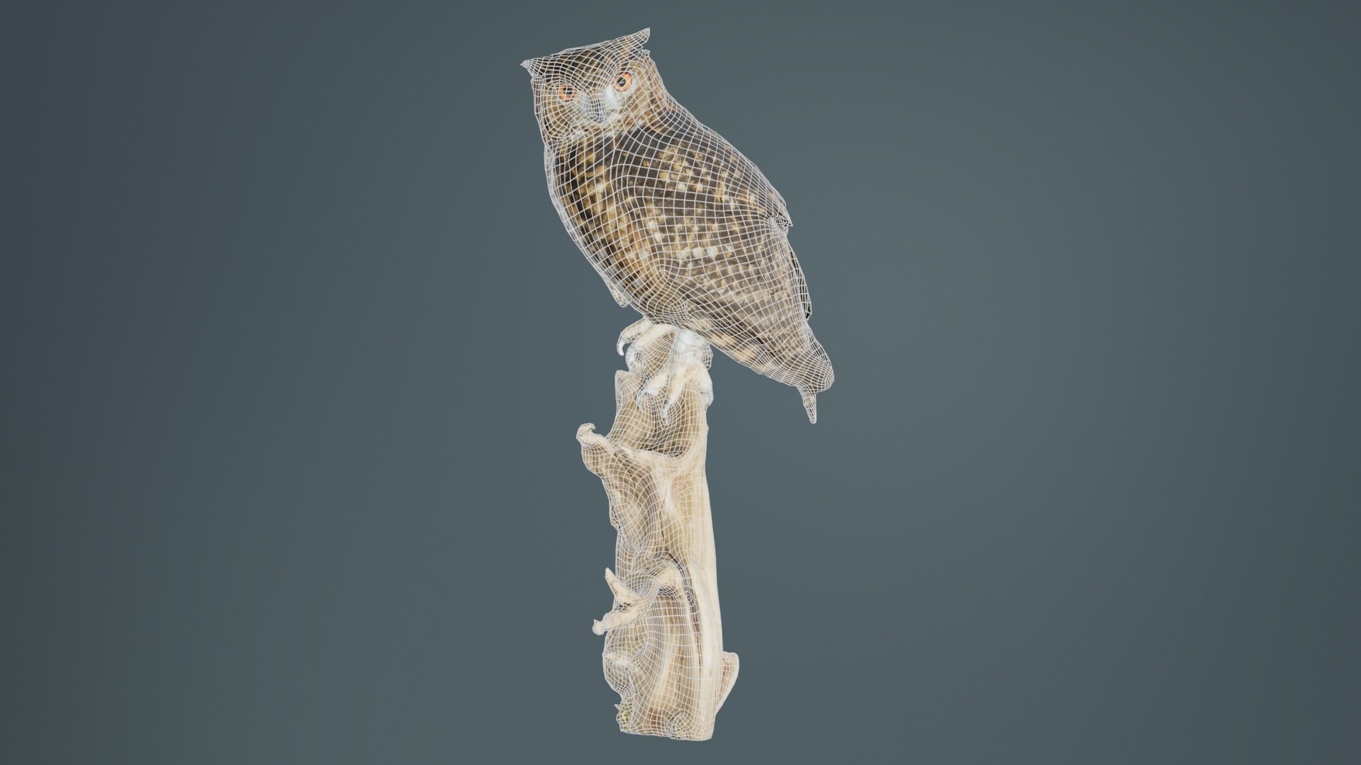 Cape Eagle Owl Bubo Capensis Strigidae Remastered Model - TurboSquid ...