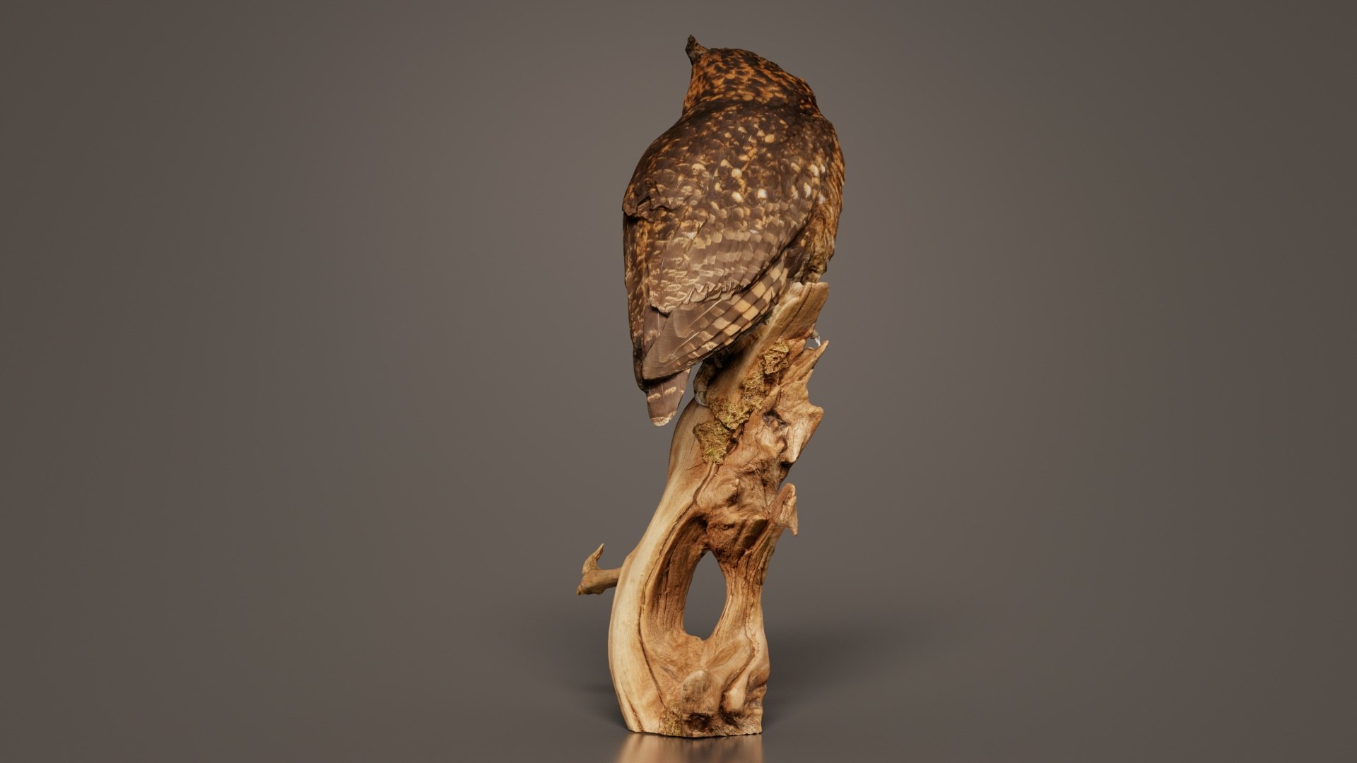Cape Eagle Owl Bubo Capensis Strigidae Remastered Model - TurboSquid ...