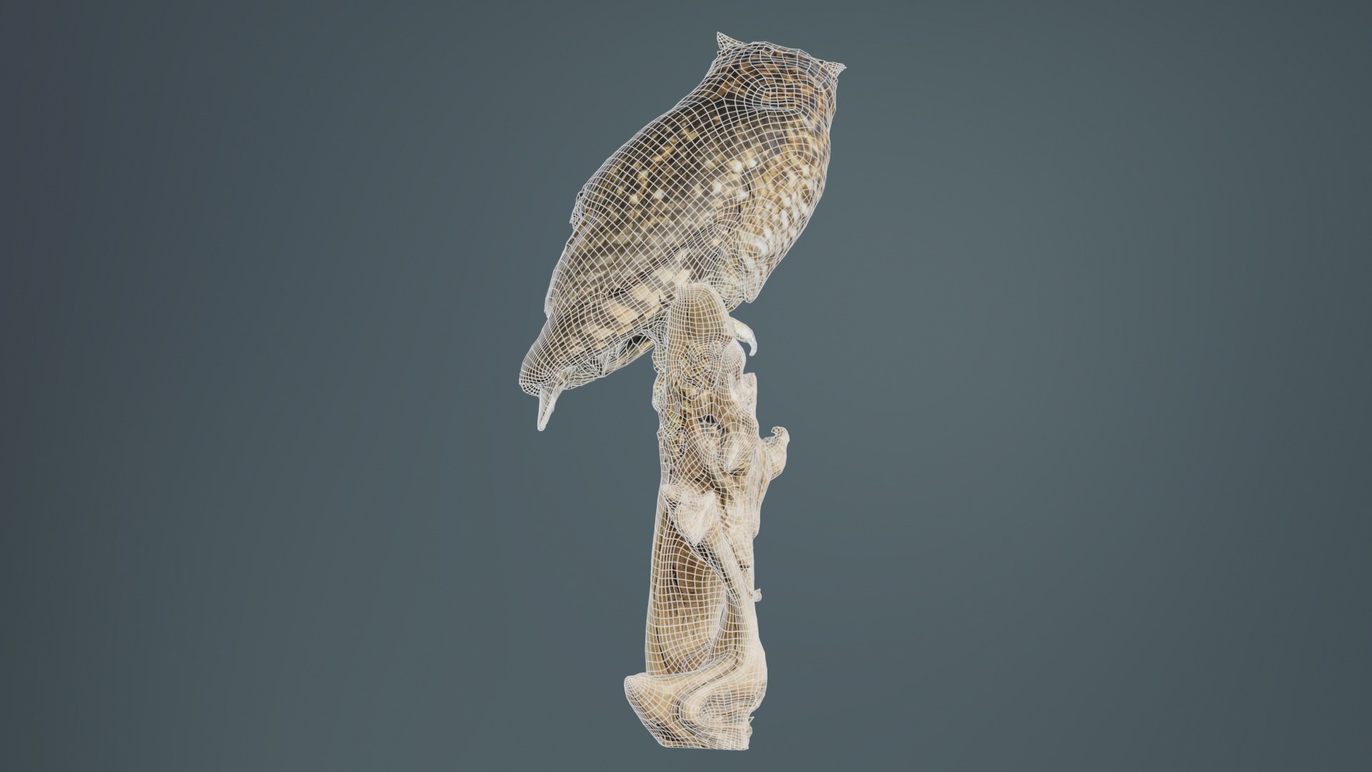 Cape Eagle Owl Bubo Capensis Strigidae Remastered Model - TurboSquid ...