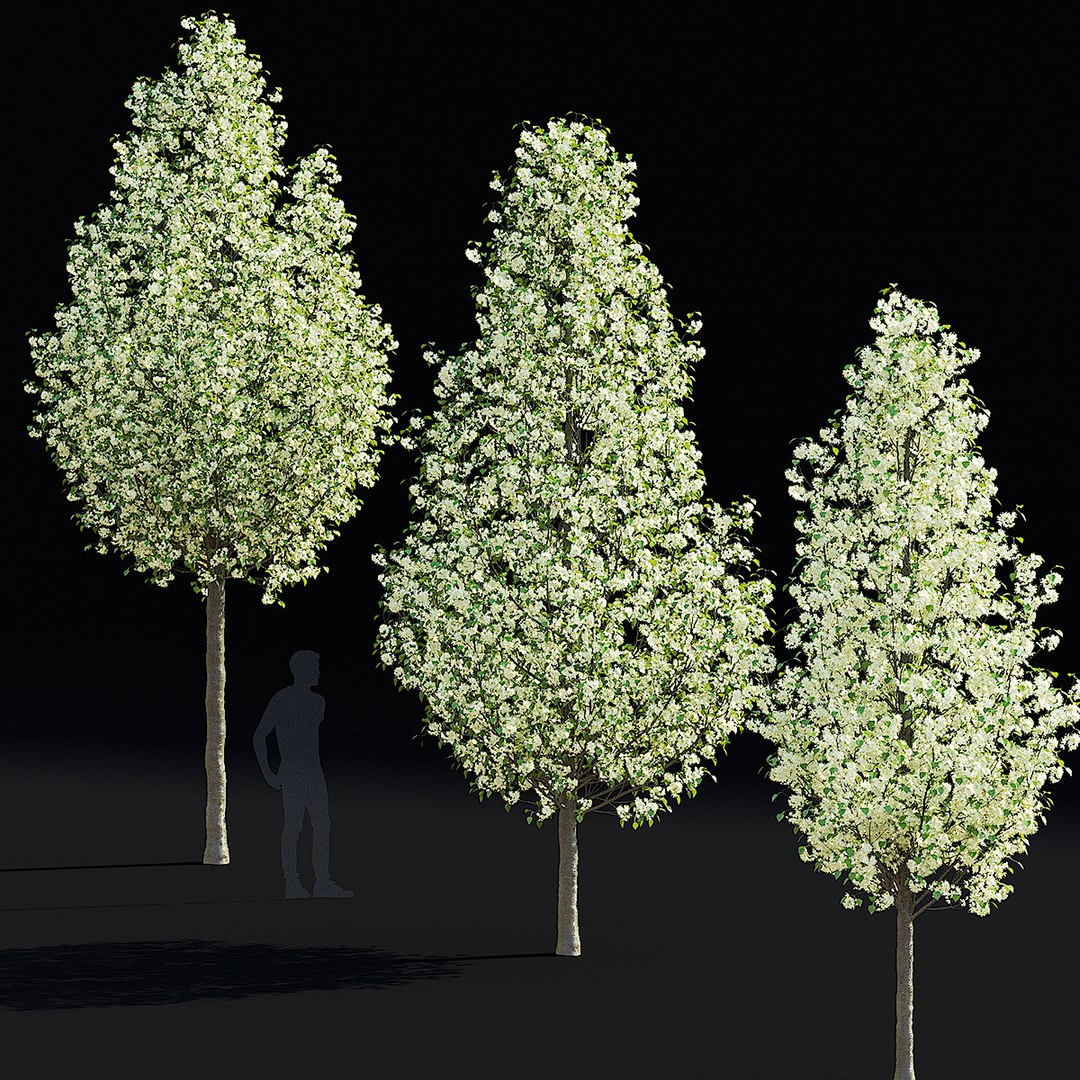 Pyrus Calleryana Chanticlee Flowering 3D Model - TurboSquid 2126665