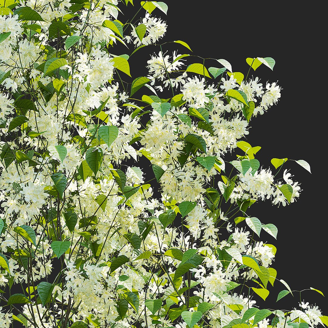 Pyrus Calleryana Chanticlee Flowering 3D Model - TurboSquid 2126665
