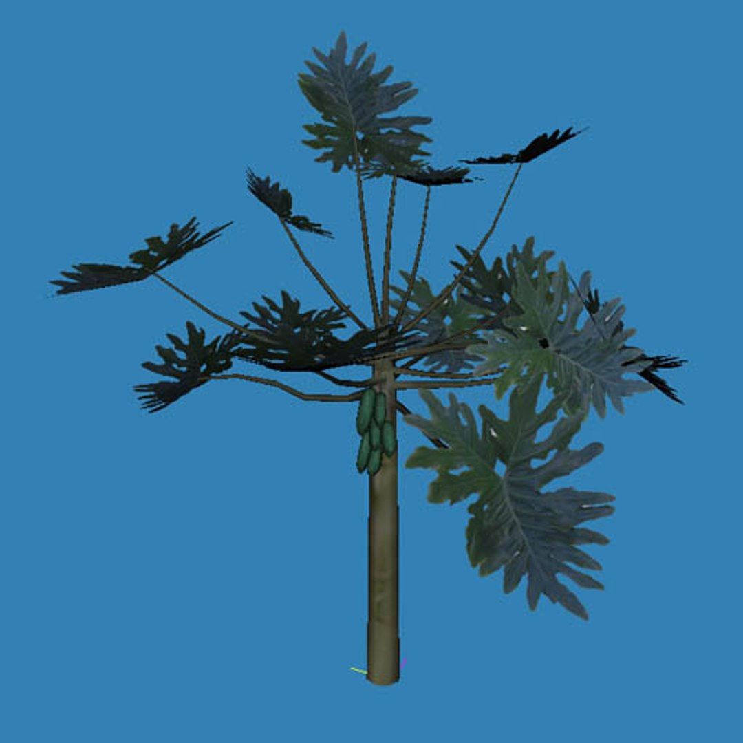 3d papaya tree plant