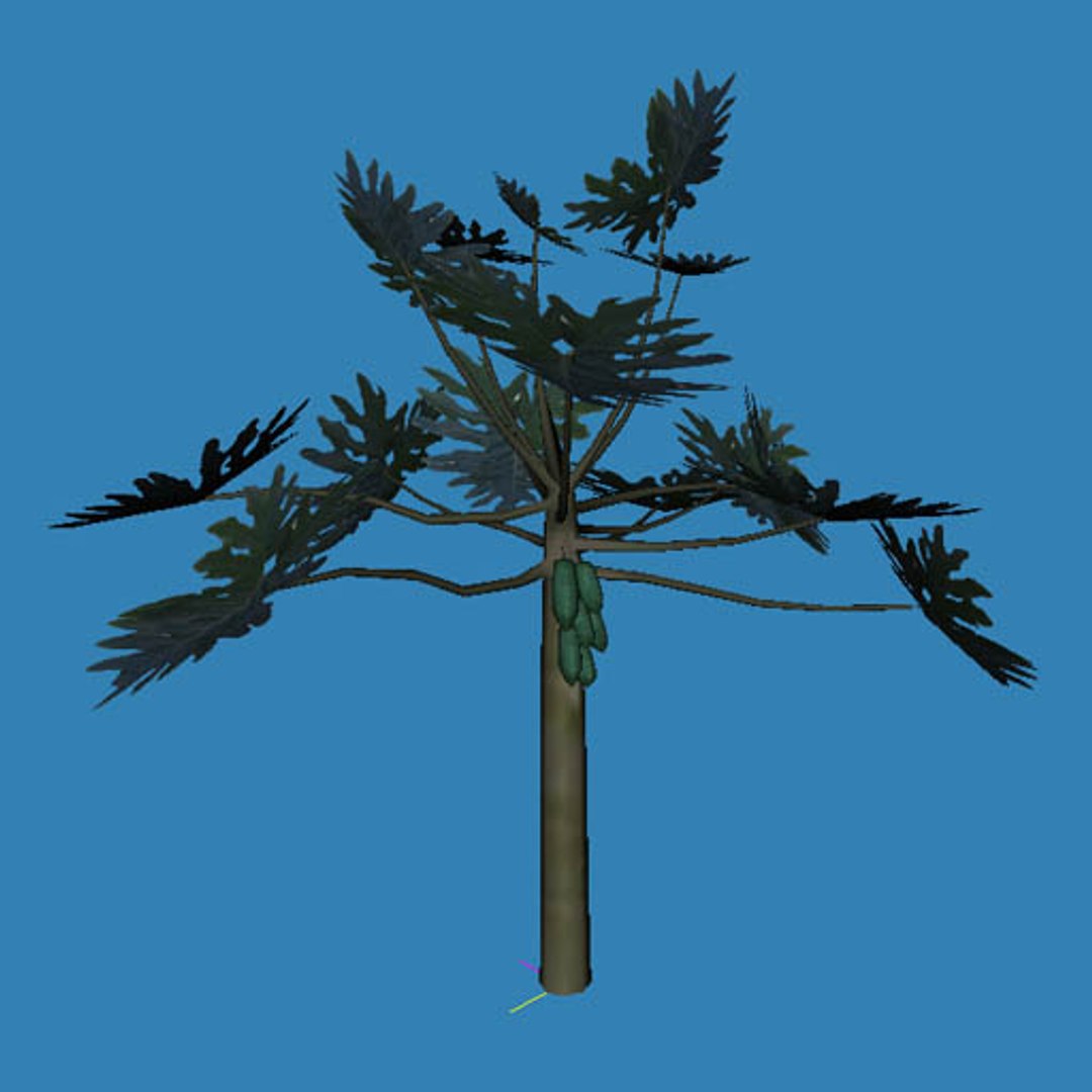 3d papaya tree plant
