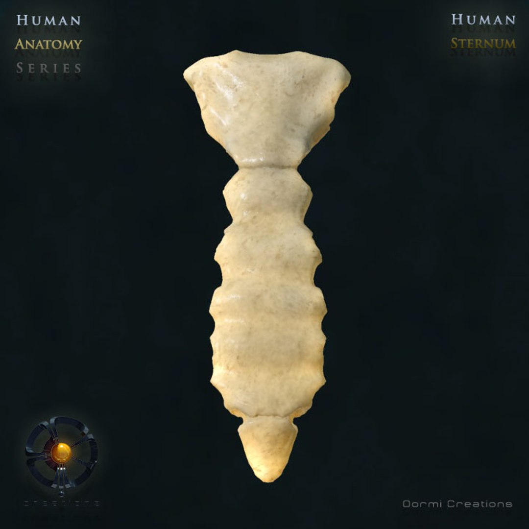 흉골 3D 모델 - TurboSquid 714435