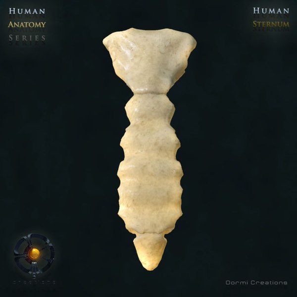 3ds max humerus bone