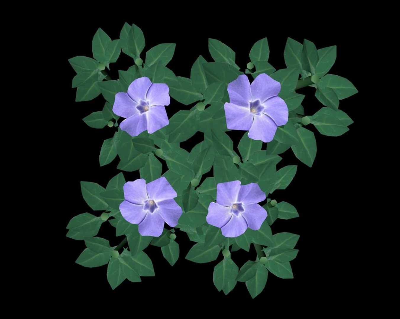 Free Vinca Minor 3d Model