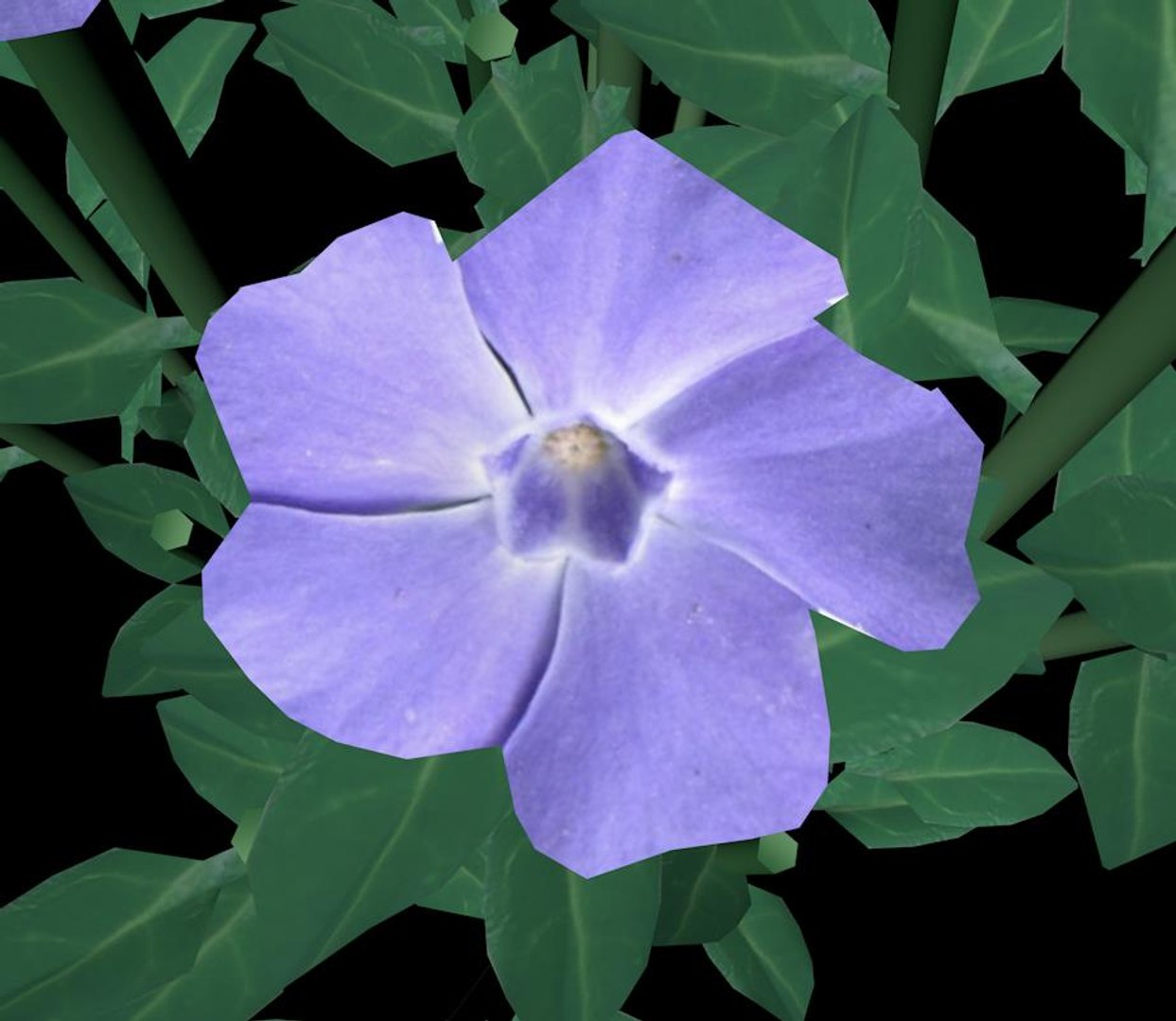 Free Vinca Minor 3d Model