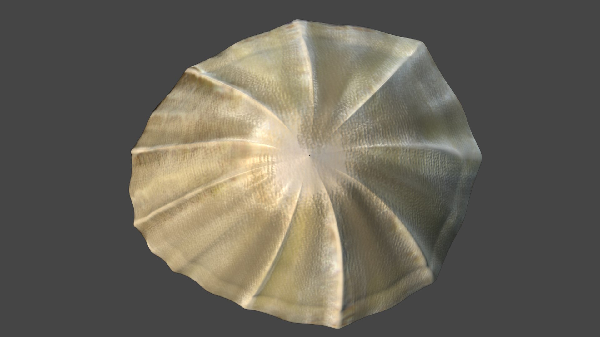 3d Limpet Common Marine Model
