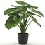 3d Taro Plant