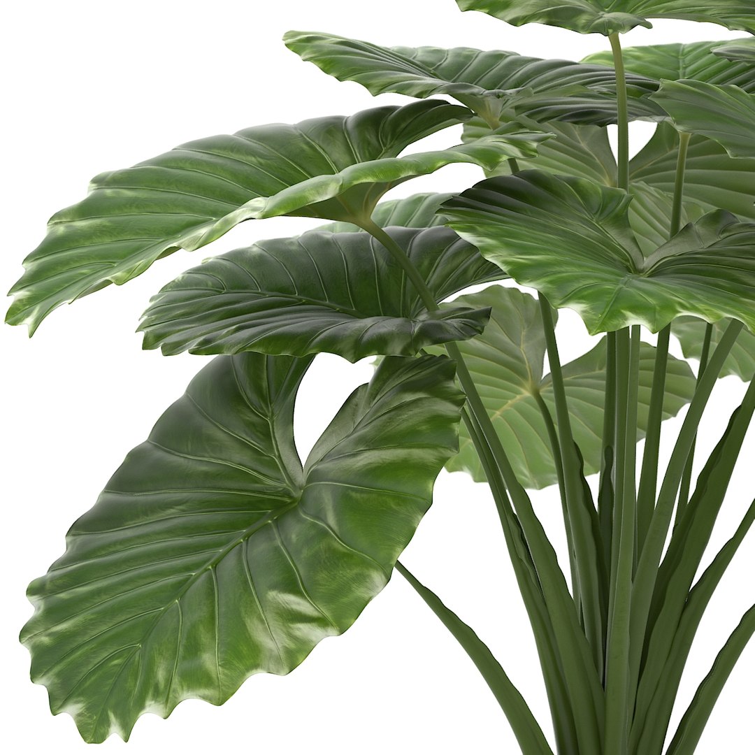 3d Taro Plant