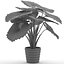 3d Taro Plant