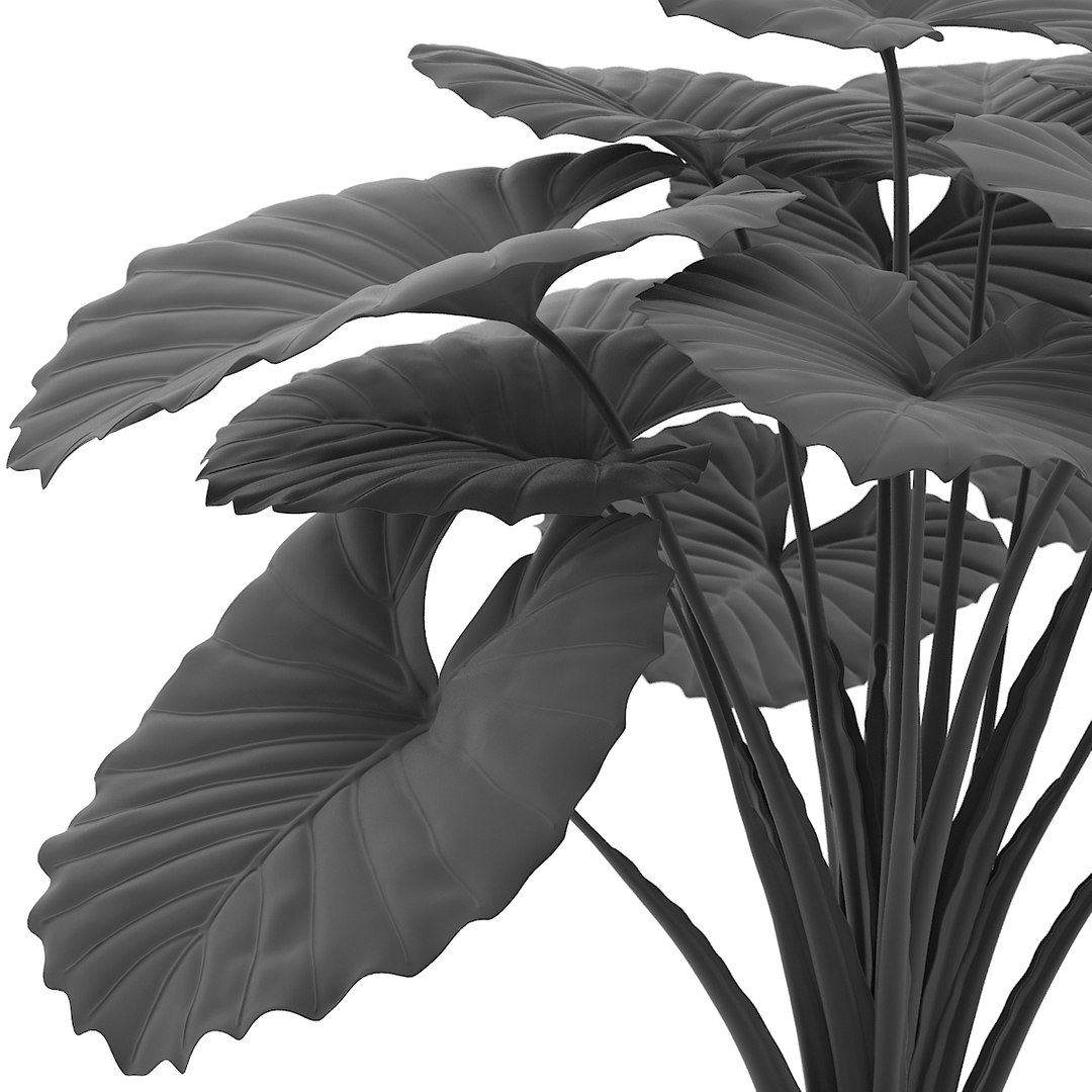 3d Taro Plant