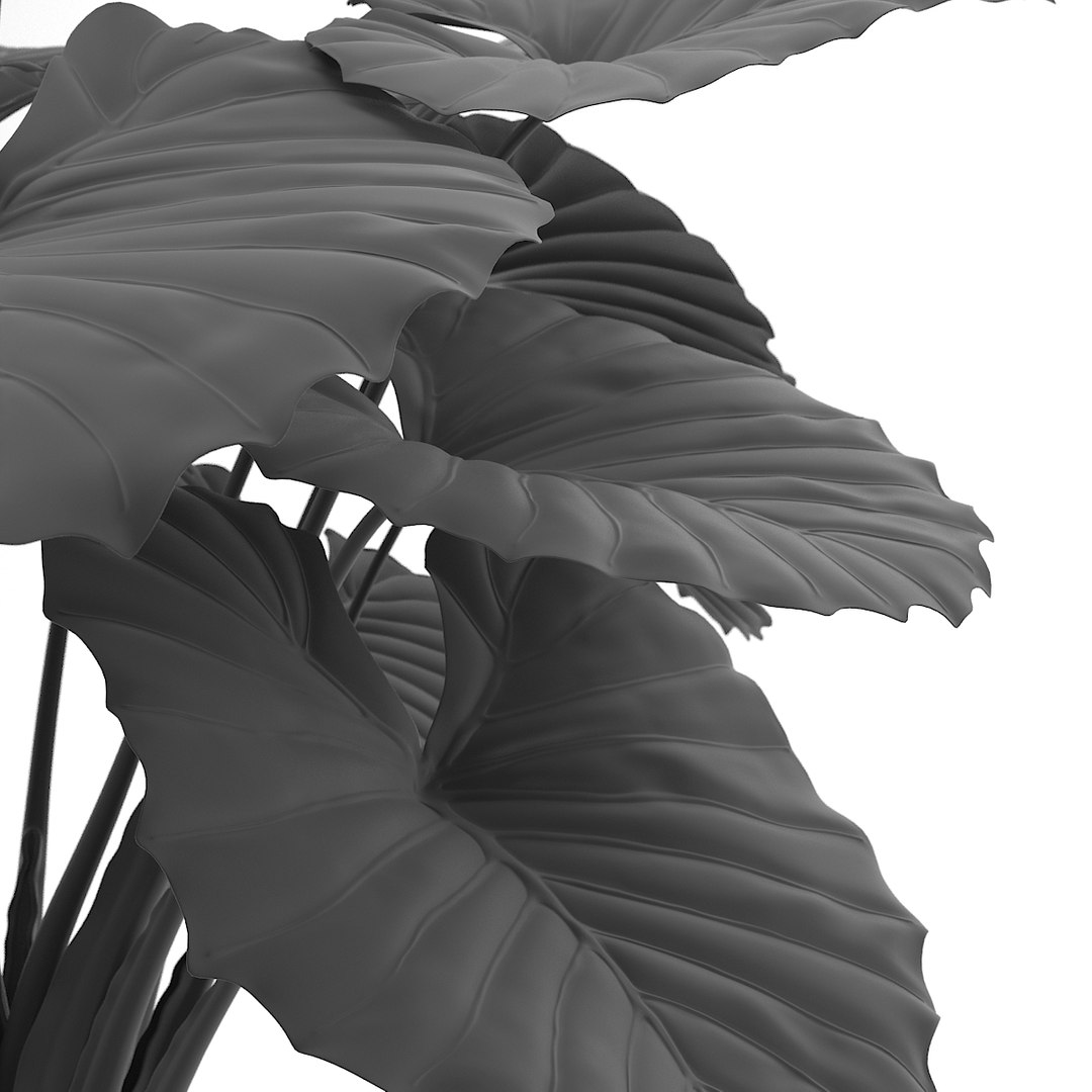 3d Taro Plant