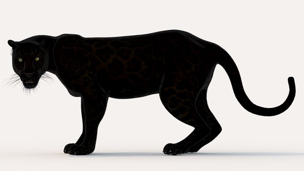3d black panther animation