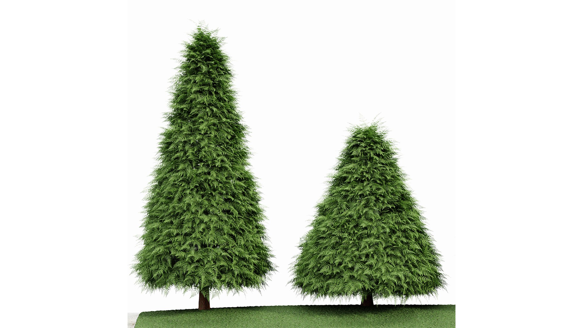 Cone Shaped Green Coniferous - Buxus Trees-vray Max Model - TurboSquid ...