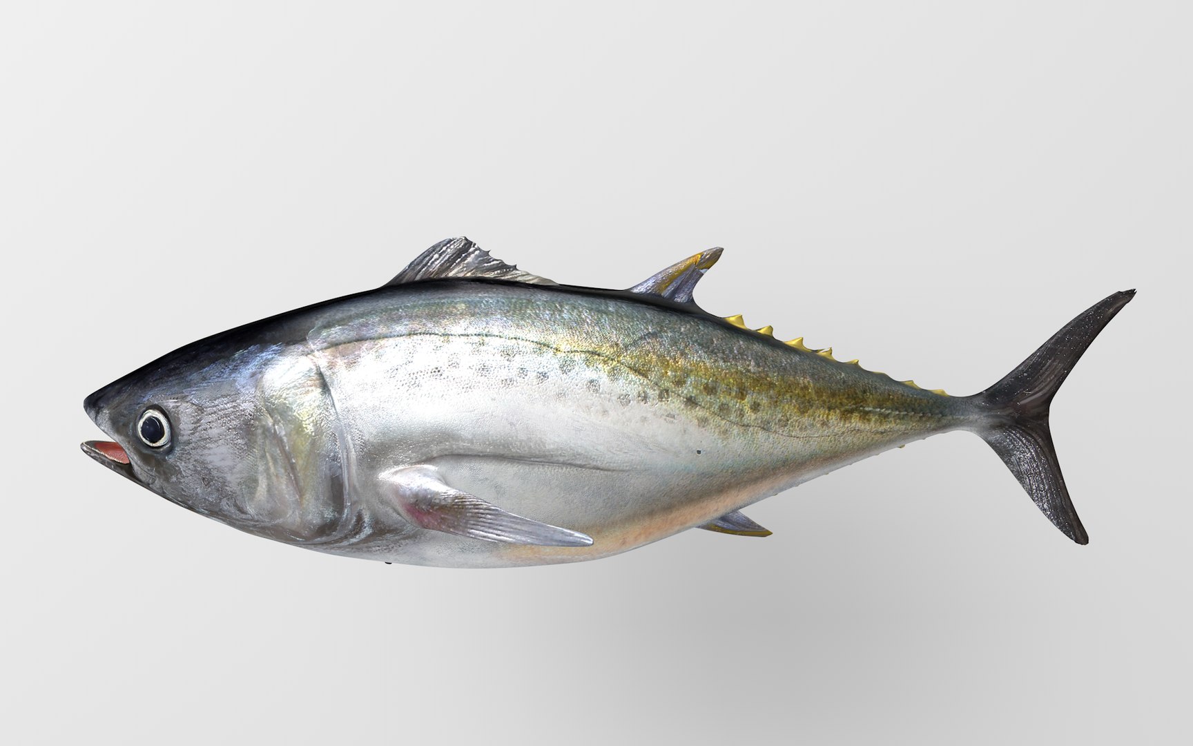 TUNA FISH Rigged L1899 model - TurboSquid 2003286