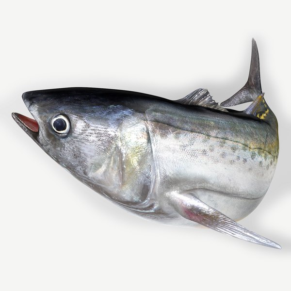 TUNA FISH Rigged L1899 model - TurboSquid 2003286