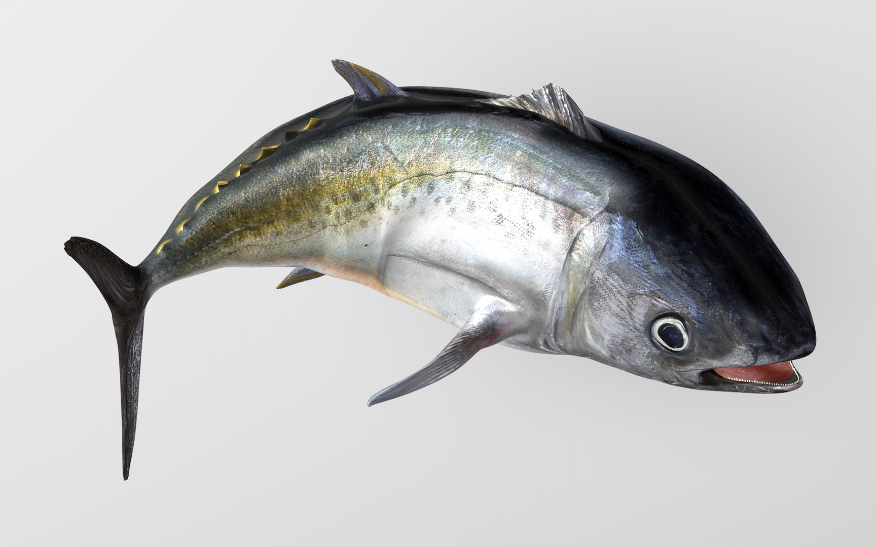 TUNA FISH Rigged L1899 model - TurboSquid 2003286
