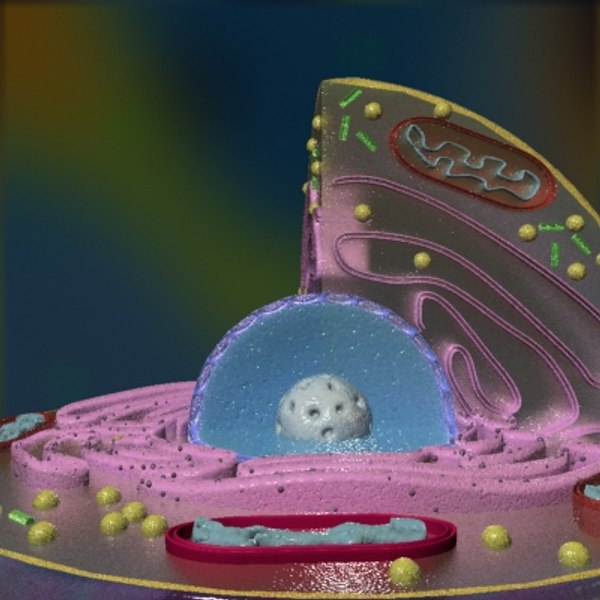 3d model animal cell