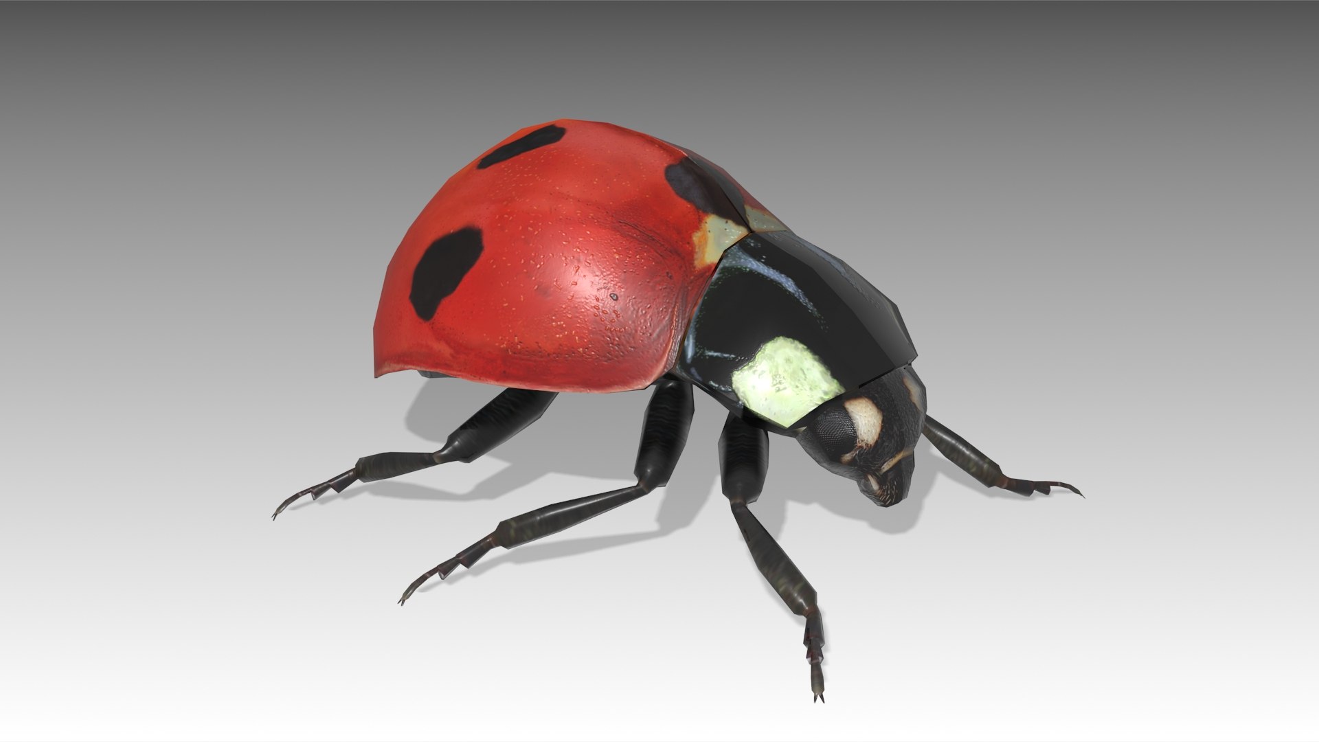 Ladybug Animations 3D Model - TurboSquid 1277676