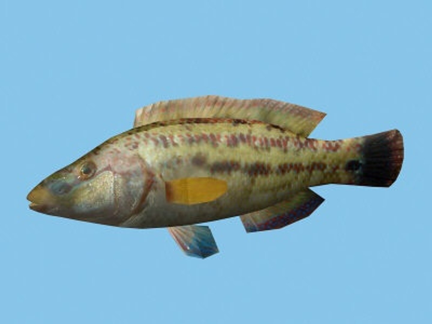 Fish Low-poly Symphodus 3d Model