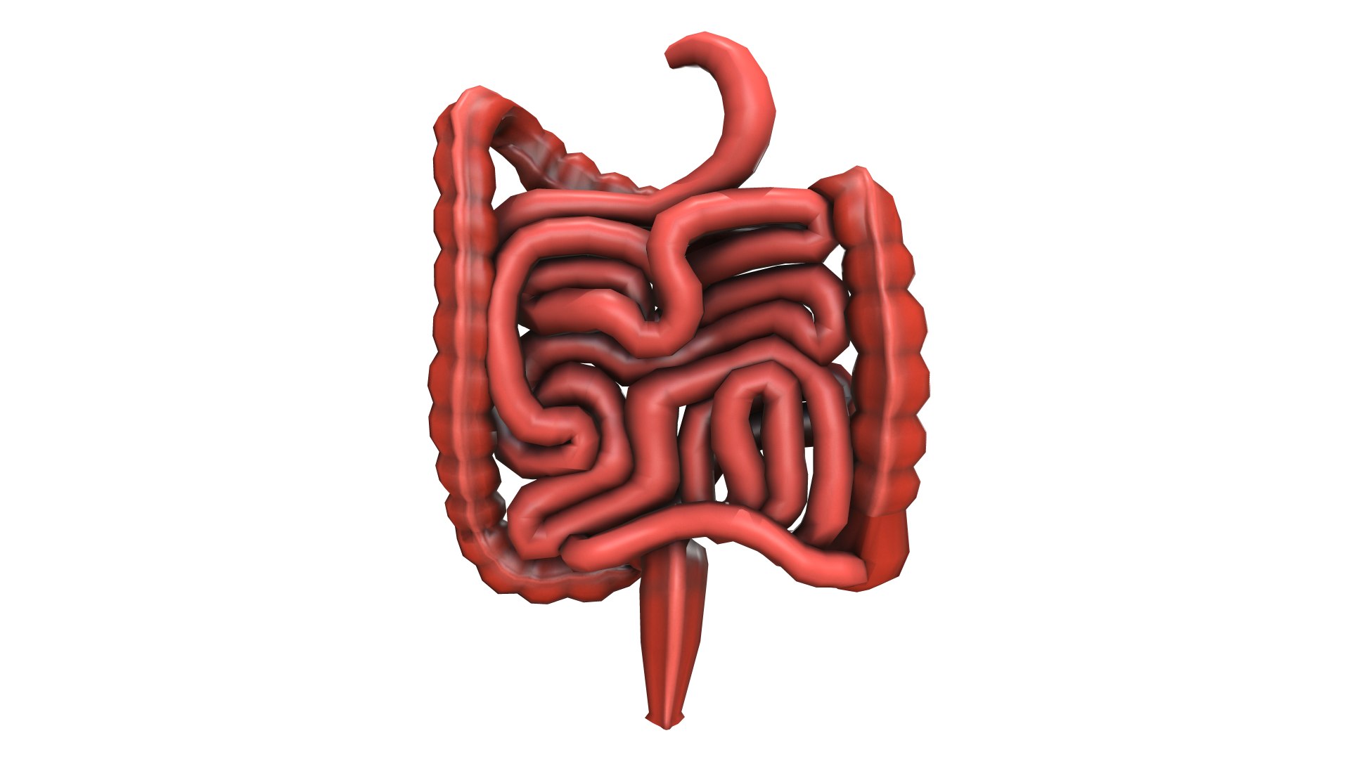 Intestine Large Digestive Colon 3D Model - TurboSquid 1392317
