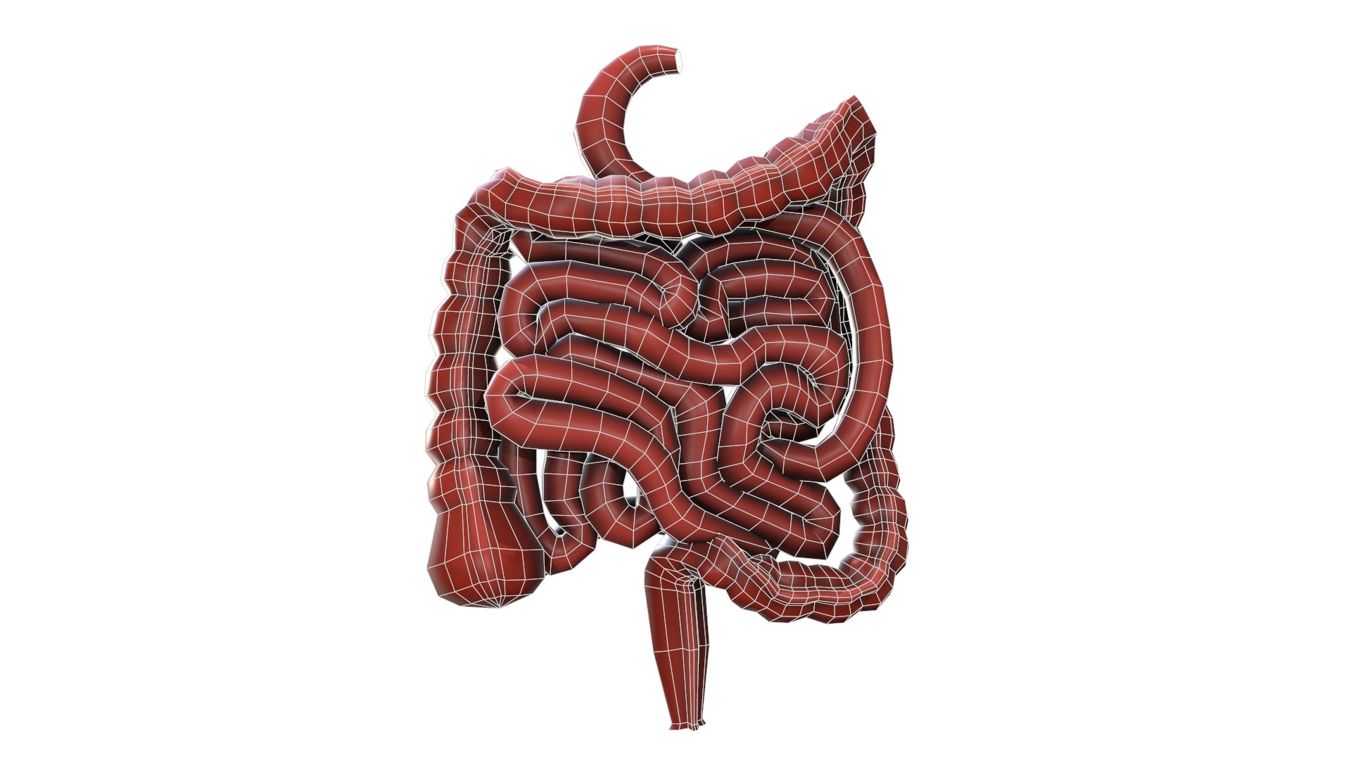 Intestine Large Digestive Colon 3D Model - TurboSquid 1392317