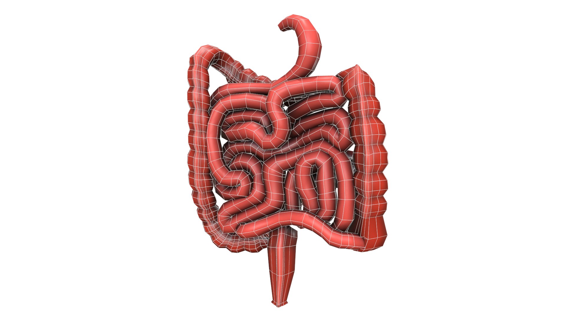 Intestine Large Digestive Colon 3D Model - TurboSquid 1392317