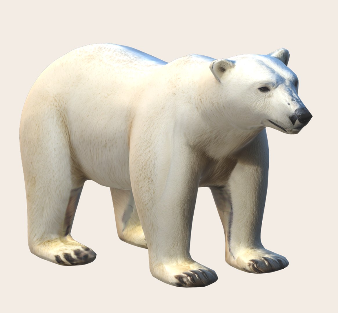 Polar Bear 3D Model - TurboSquid 2218990