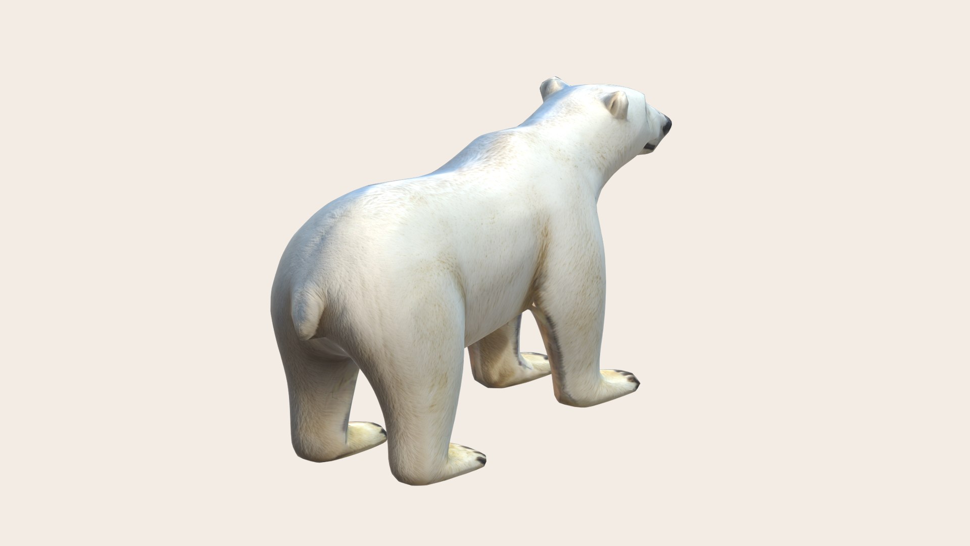 Polar Bear 3D Model - TurboSquid 2218990