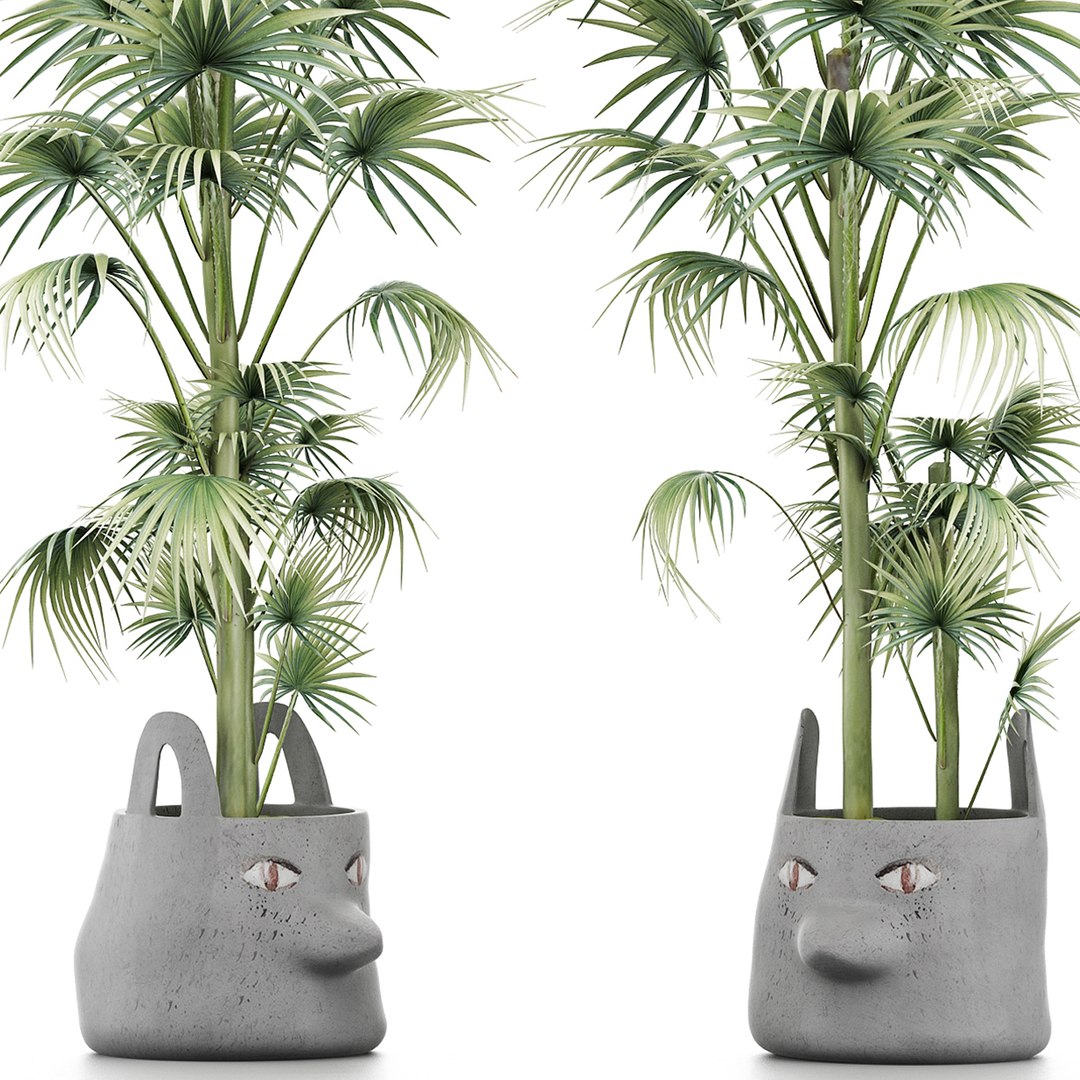 Sabal minor 3D - TurboSquid 1680767