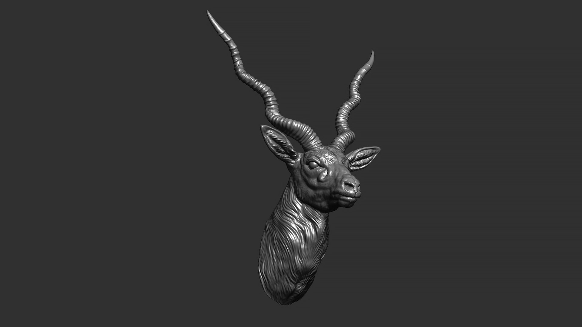 Blackbuck antelope bust 3D model - TurboSquid 2116873